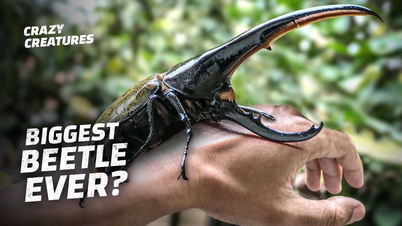 The Strangest Beetles on the Planet