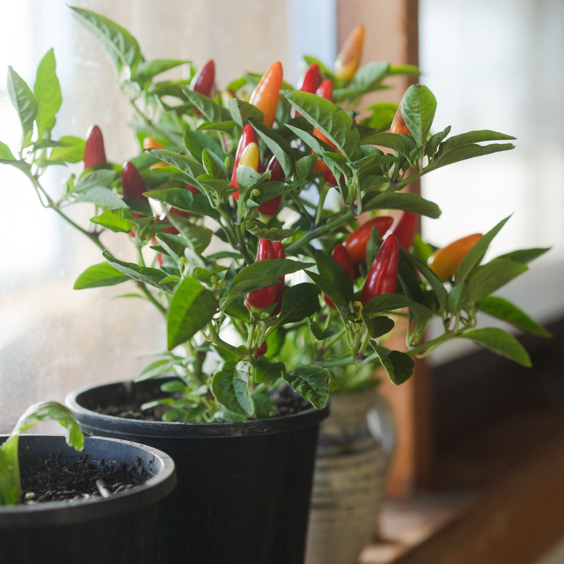 When to plant chilli seeds – you'll need to get sowing ASAP for a spicy ...