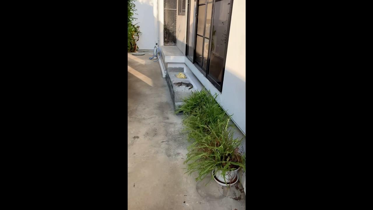 Cat stares at monitor lizard through glass door