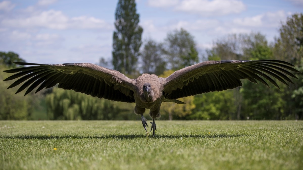 Resources Top 5: Condor takes off on multi-billion barrel prospective ...