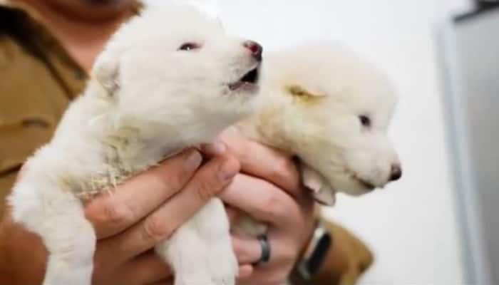 Dire Wolf Brought Back To Life After 10,000 Years: Inside The World’s First De-Extinction ...