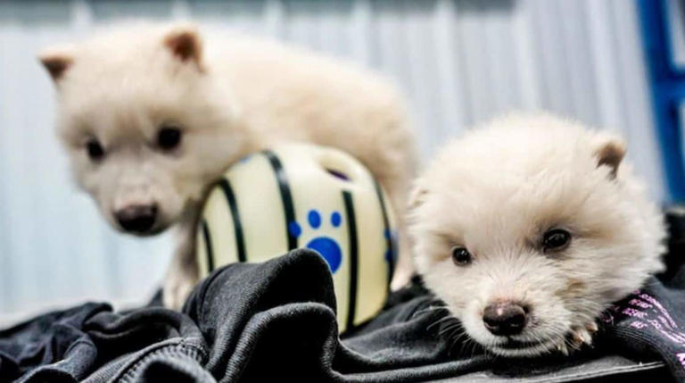 Dire Wolf Brought Back To Life After 10,000 Years: Inside The World’s ...