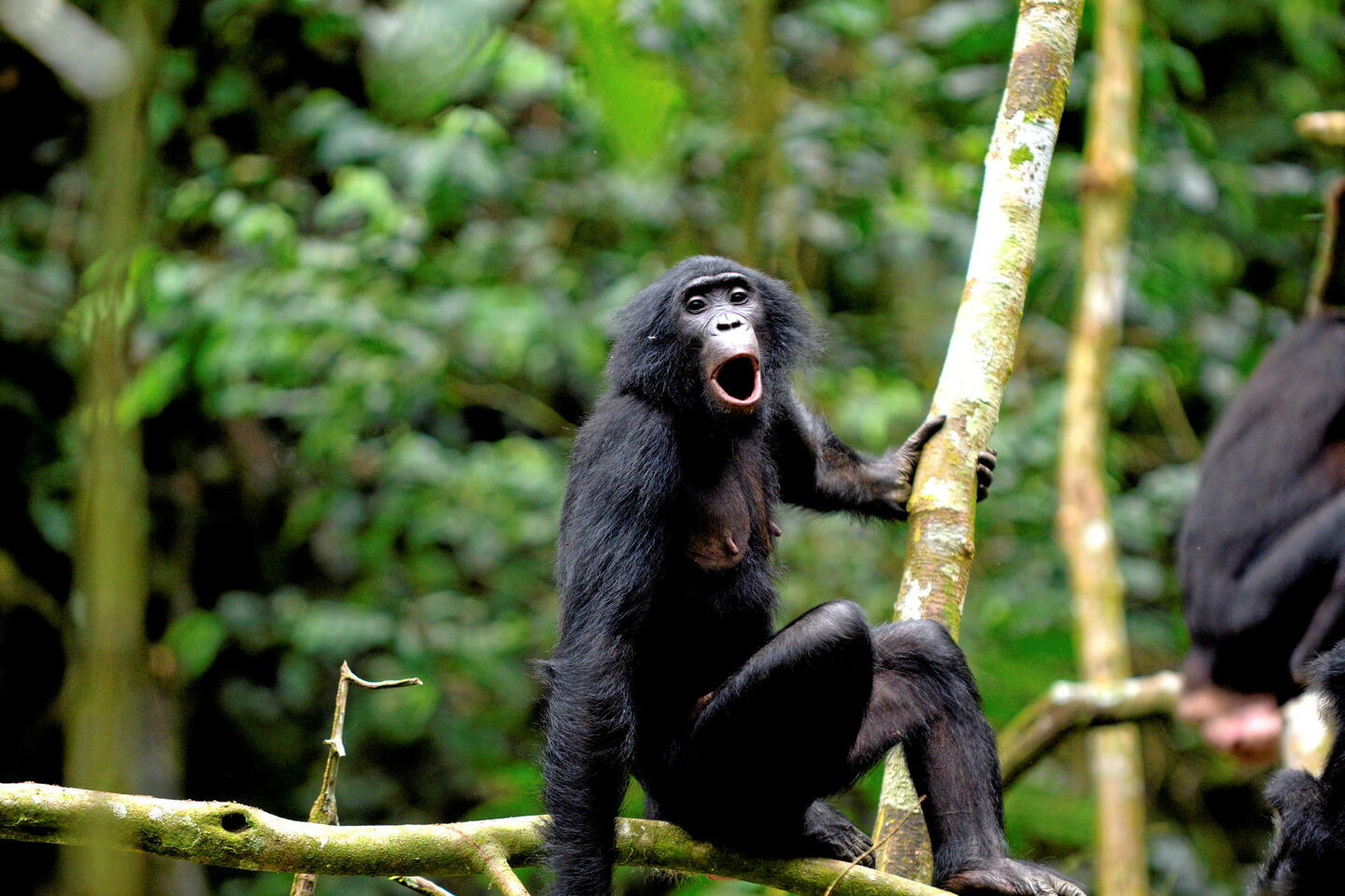 Les bonobos combinent leurs cris pour former des messages plus complexes