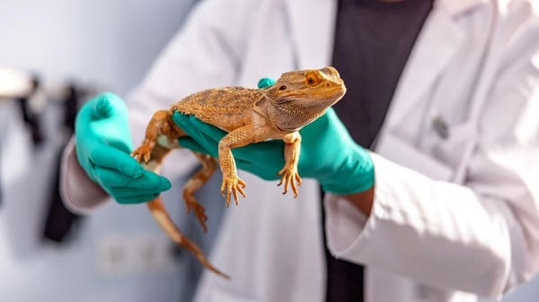 Exotic Pet Insurance Explained