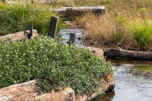 Somerset National Trust project wins UK award for river restoration