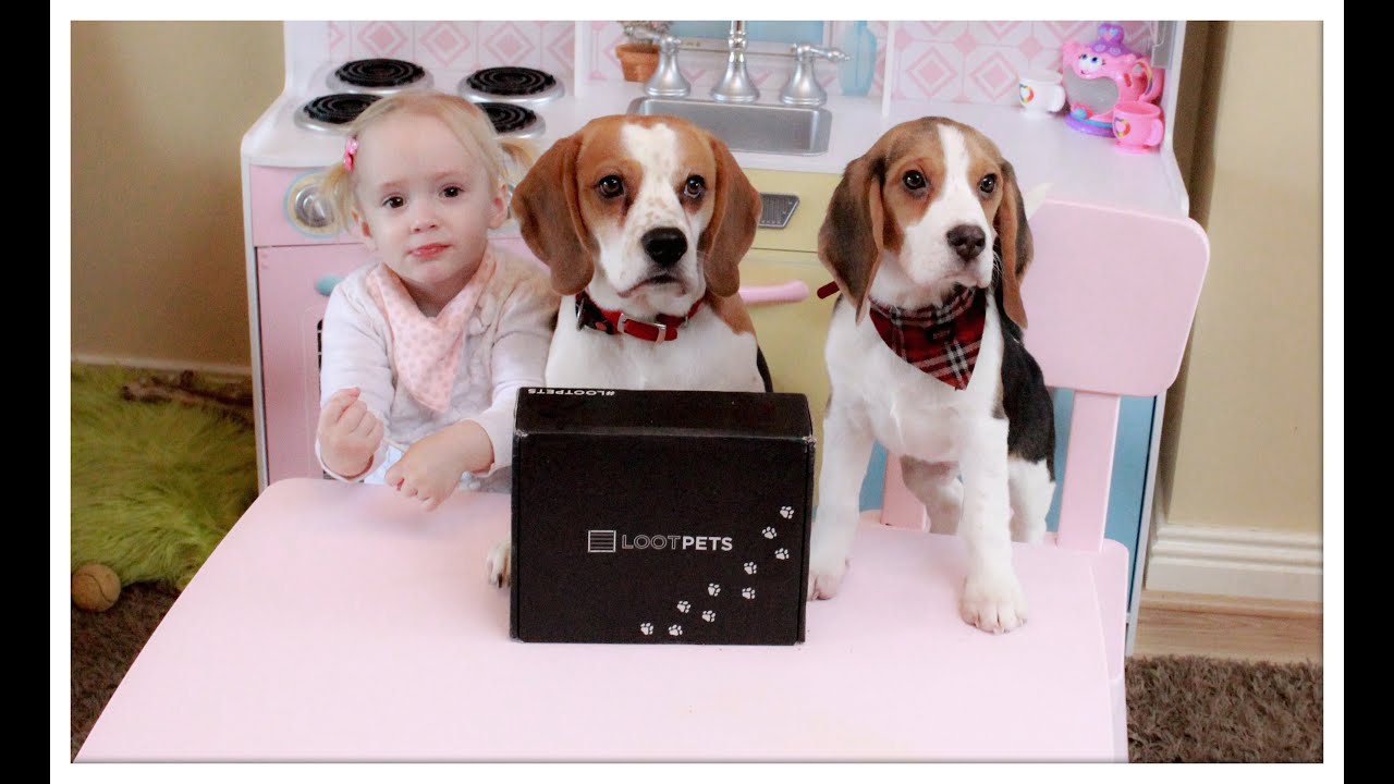Cute dogs and baby unwrap LootPets with pure excitement