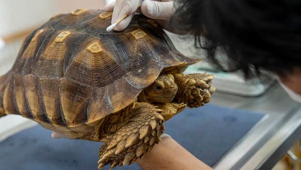 Exotic Pet Insurance Explained