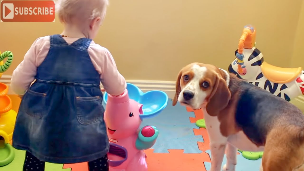 Smart beagle teaches baby wild toy tricks