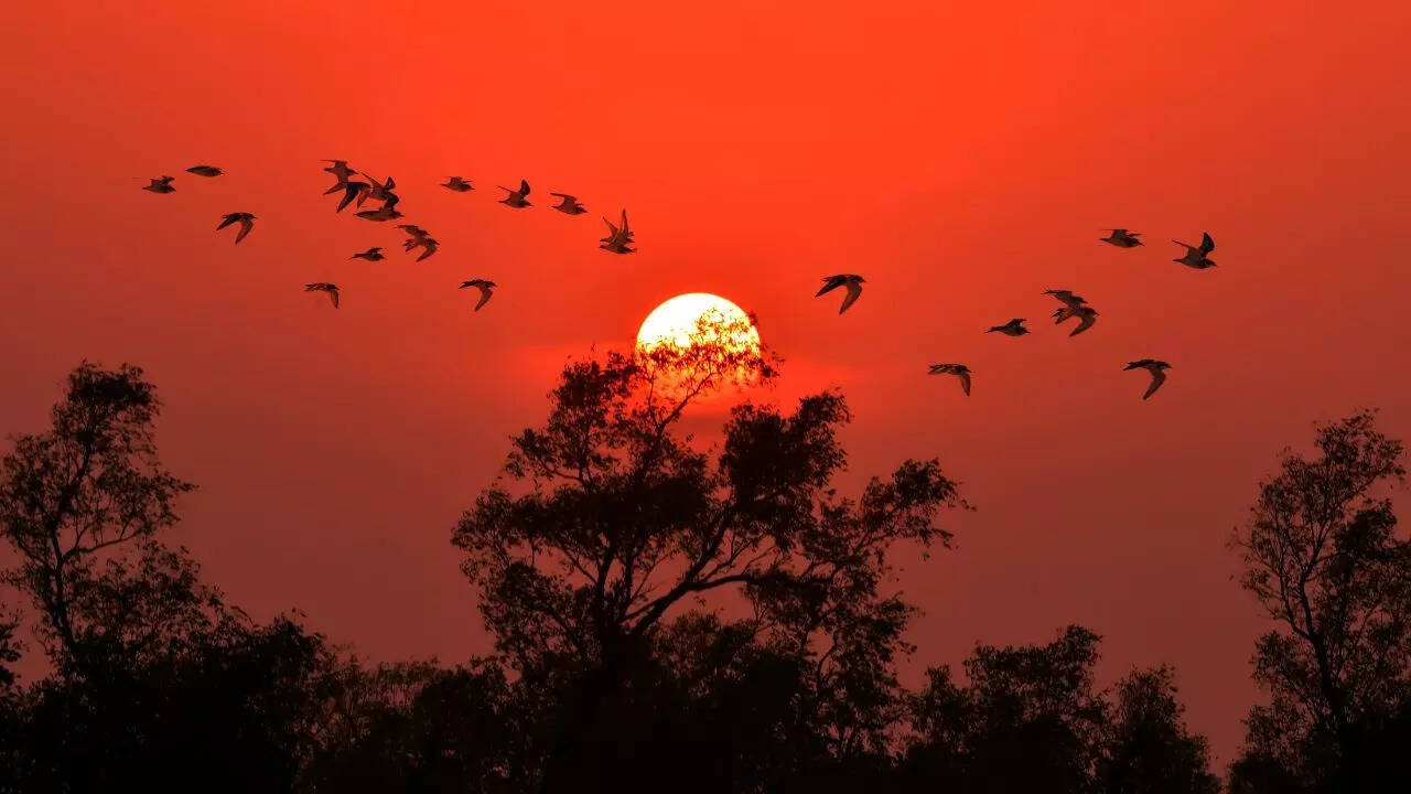 Solar Eclipse has this strange impact on birds: Researchers reveal ...