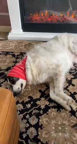 Little Red Riding Poopie as the Funniest Dog Costume You Will See Today