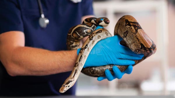 Exotic Pet Insurance Explained