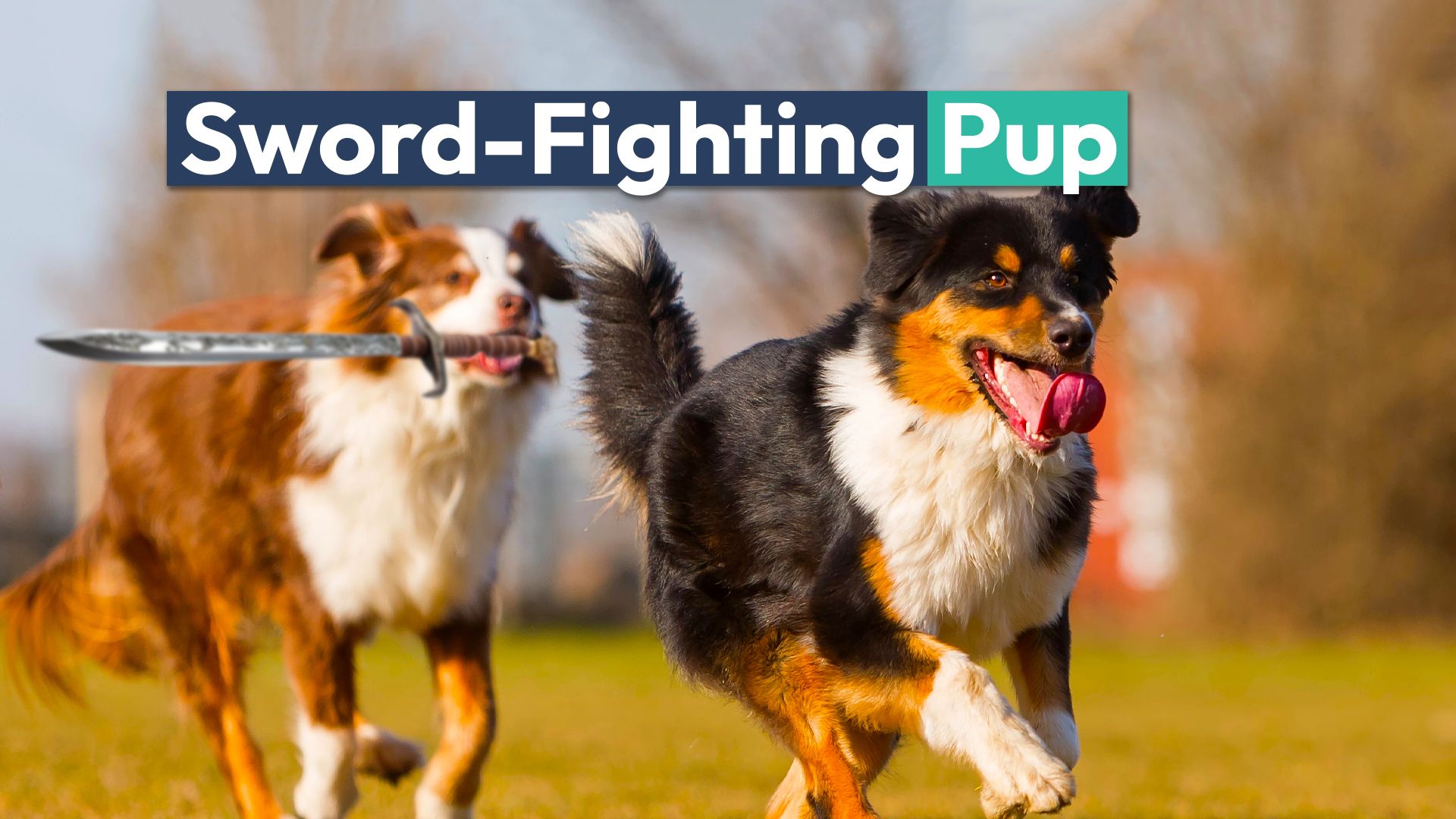 This Sword-Fighting "DnD Dog" Is An Adorable Social Media Star