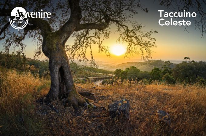 La palma, l'ulivo, il sicomoro e la lezione del fico sterile