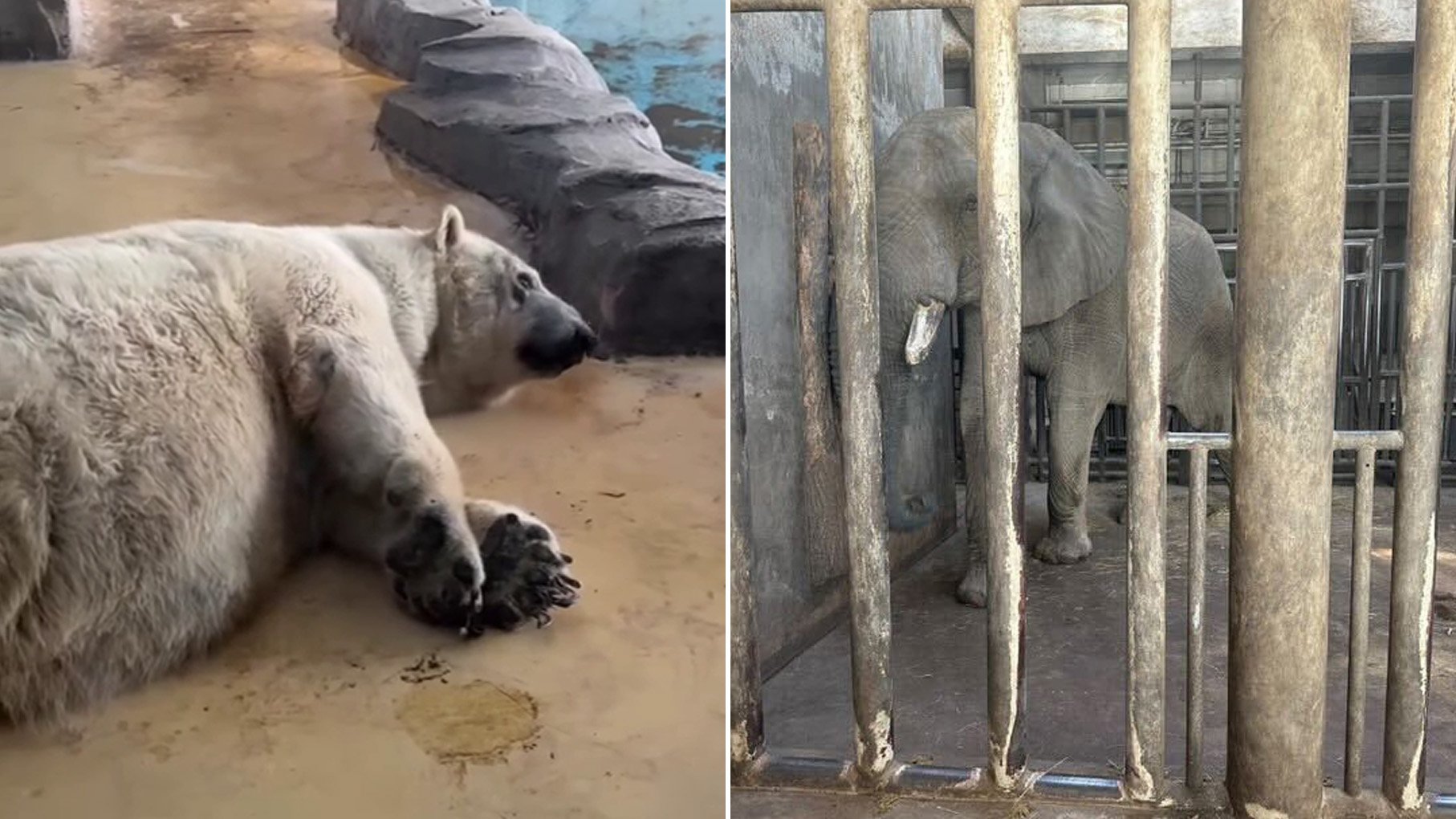 ‘Cruel and distressing’ animal conditions exposed at China’s oldest zoo
