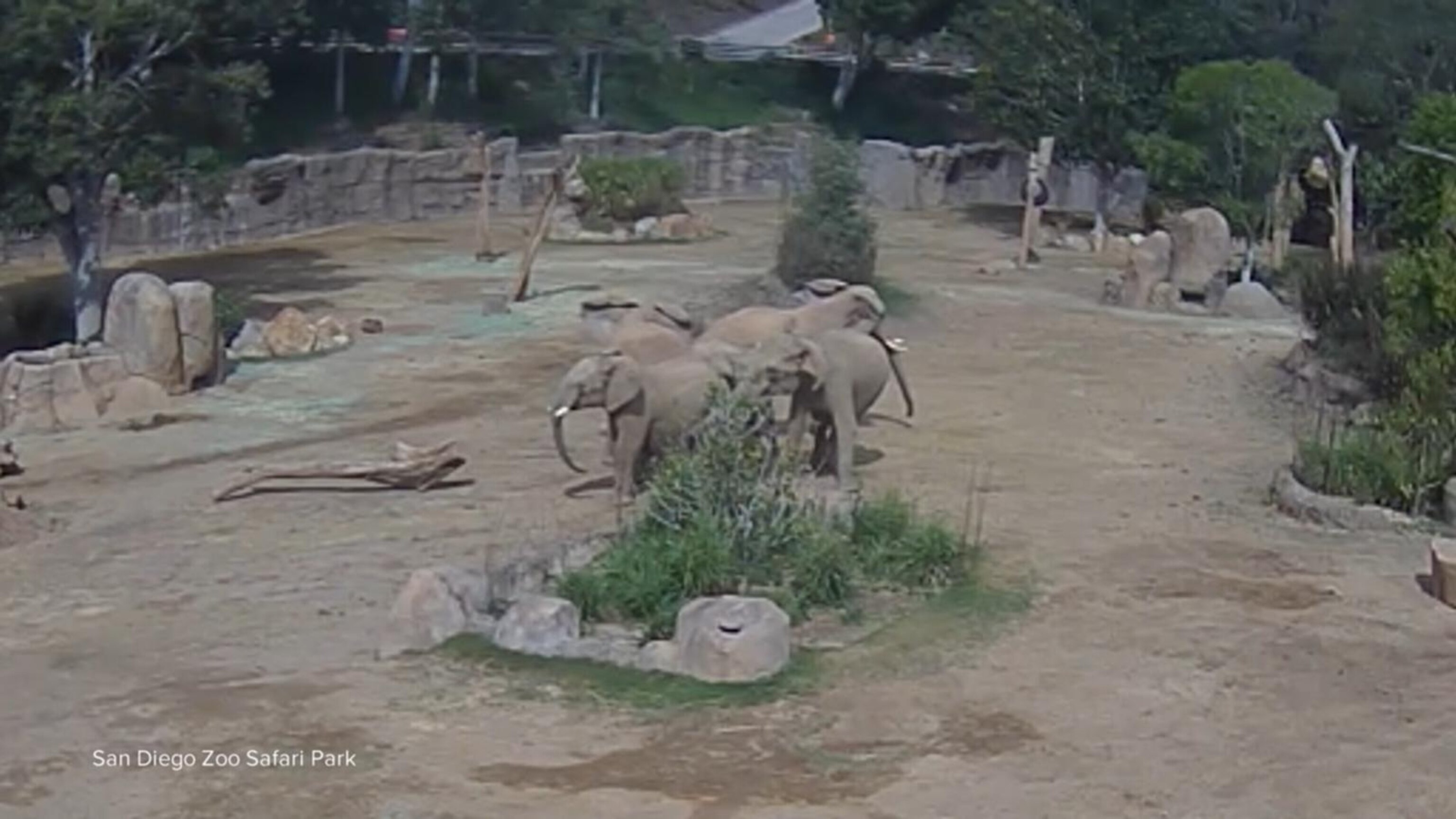 Elephants at San Diego Zoo form 'alert circle' during earthquake