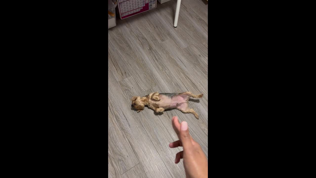 Future Oscar winner? Dog pretends to be dead after owner 'shoots' it