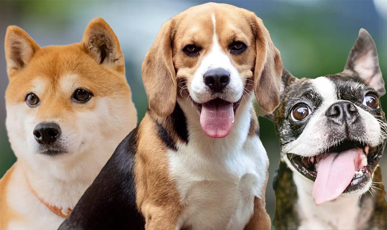 The Easiest Dog Breeds To Take Care Of