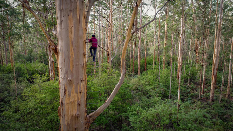 WA's iconic Gloucester Tree climb to be rebuilt at lower height