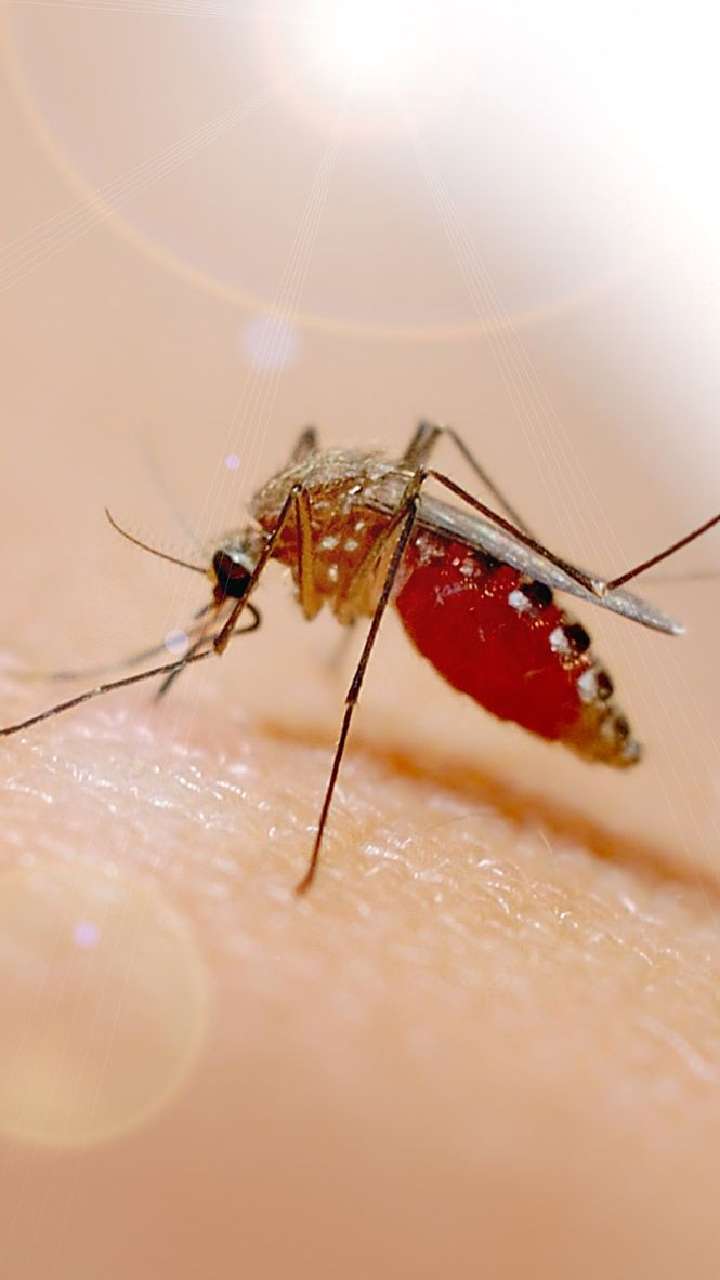 Dengue Mosquitoes VS Normal Mosquitoes: What You Need To Know?