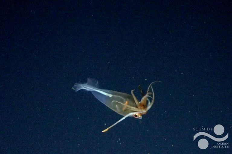 Grootste inktvis ter wereld voor het eerst gefilmd in eigen omgeving