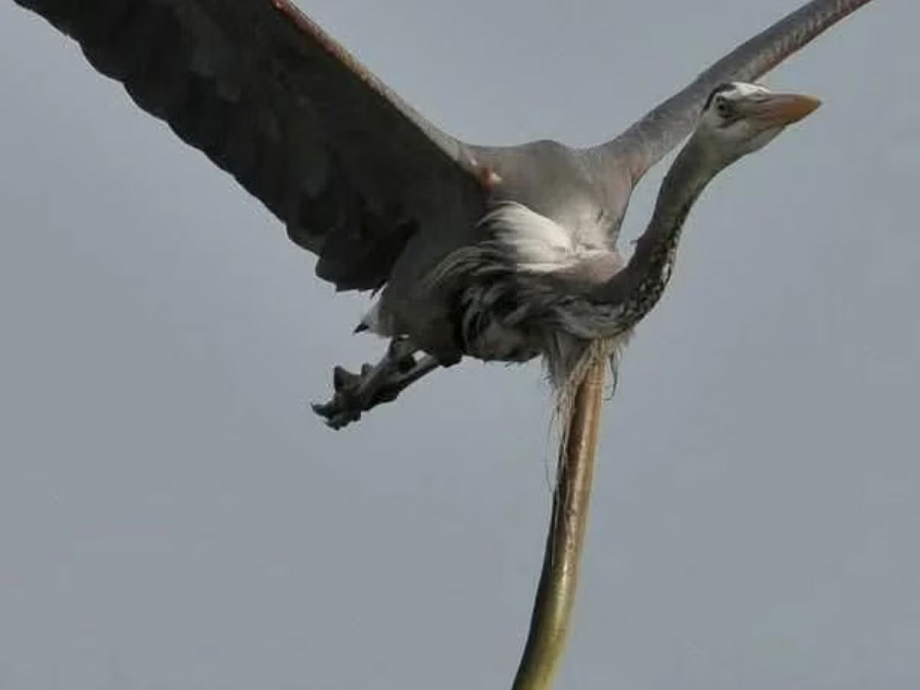 WATCH: Eel fish came out after ripping open the stomach of a bird ...