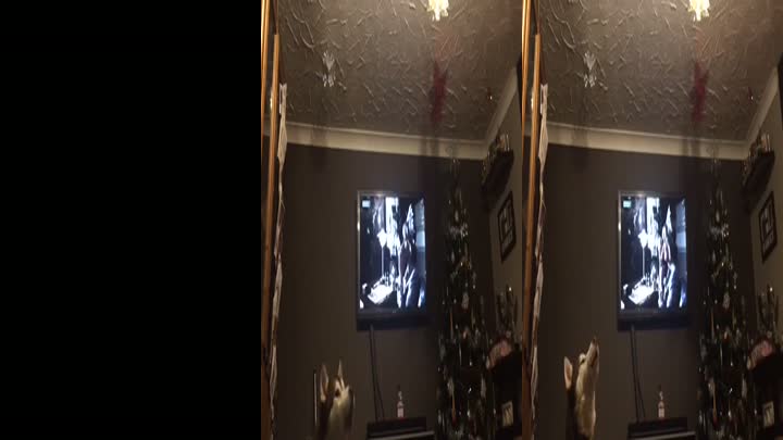 Dog Sings Perfect Duet With Human Guitar Jam
