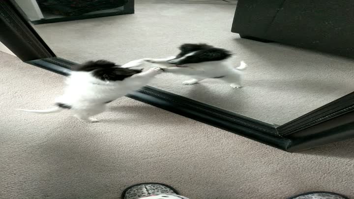 Mirror, Mirror, Who’s the Funniest Pup of All?