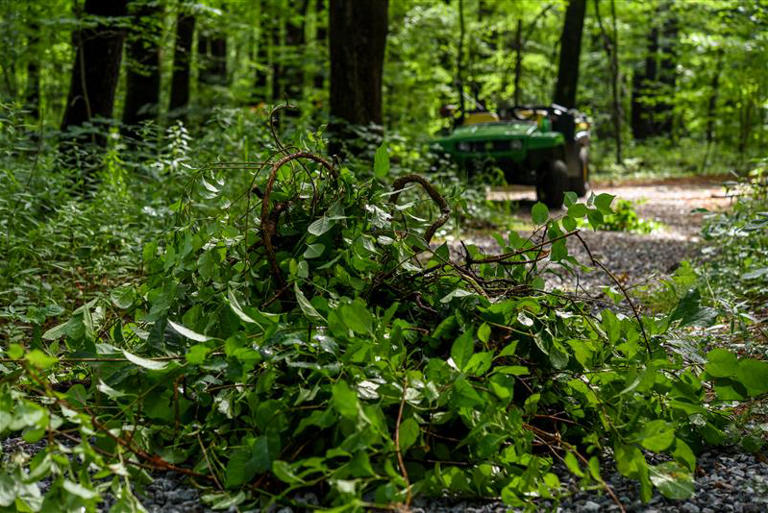 'Pick a spot that matters to you': How to start eradicating invasive ...