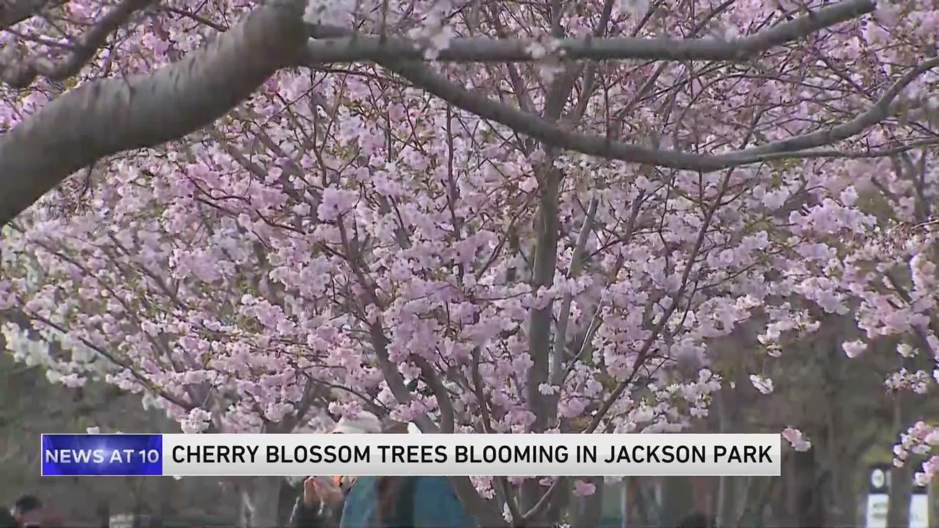 Cherry Blossom Trees begin to bloom in Jackson Park