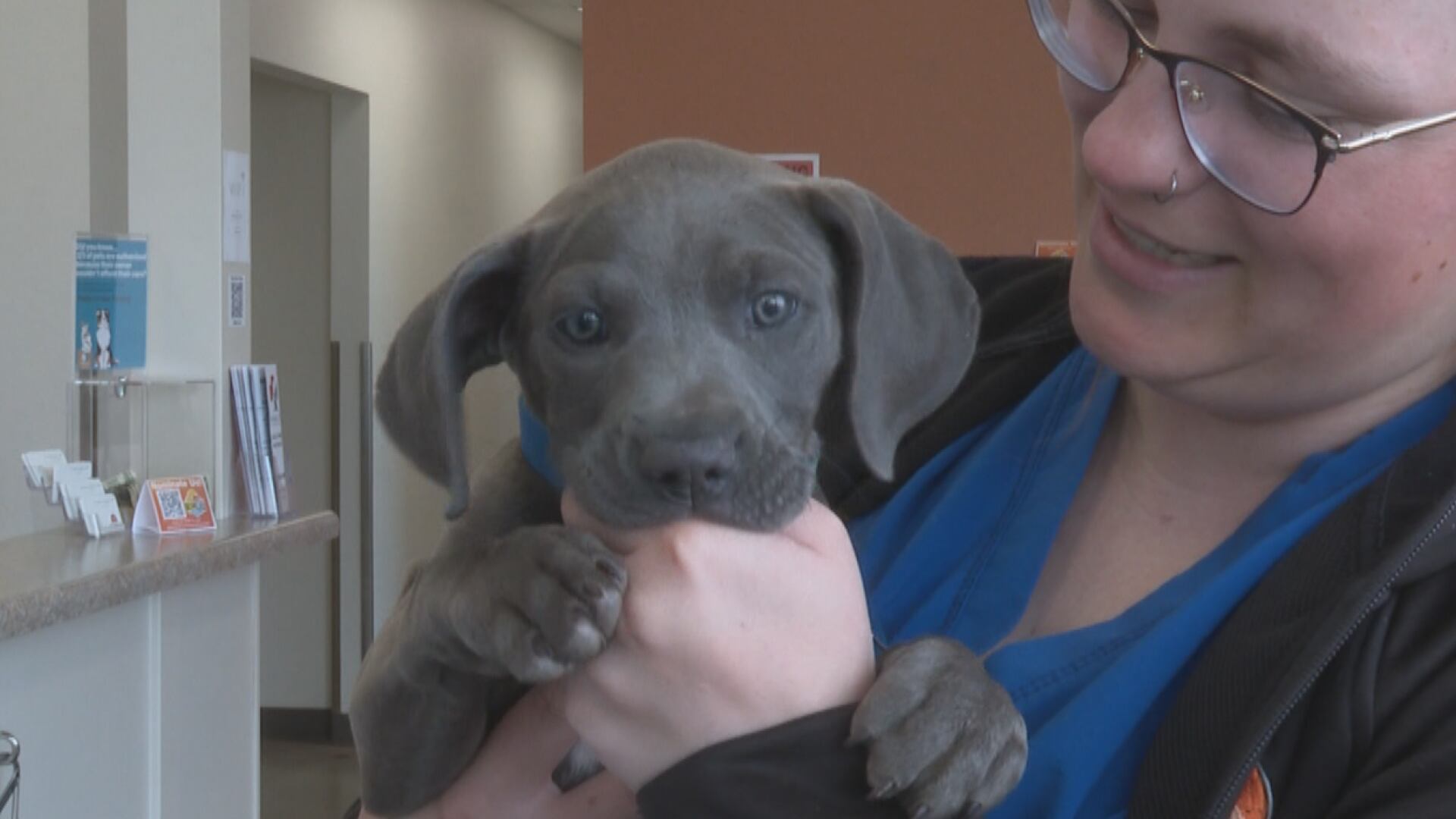 Grand Junction veterinarian shares warning signs and prevention tips ...