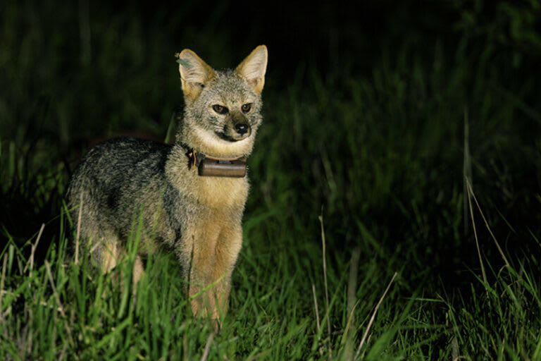 Meet Brazil’s often-seen but little-known hoary fox