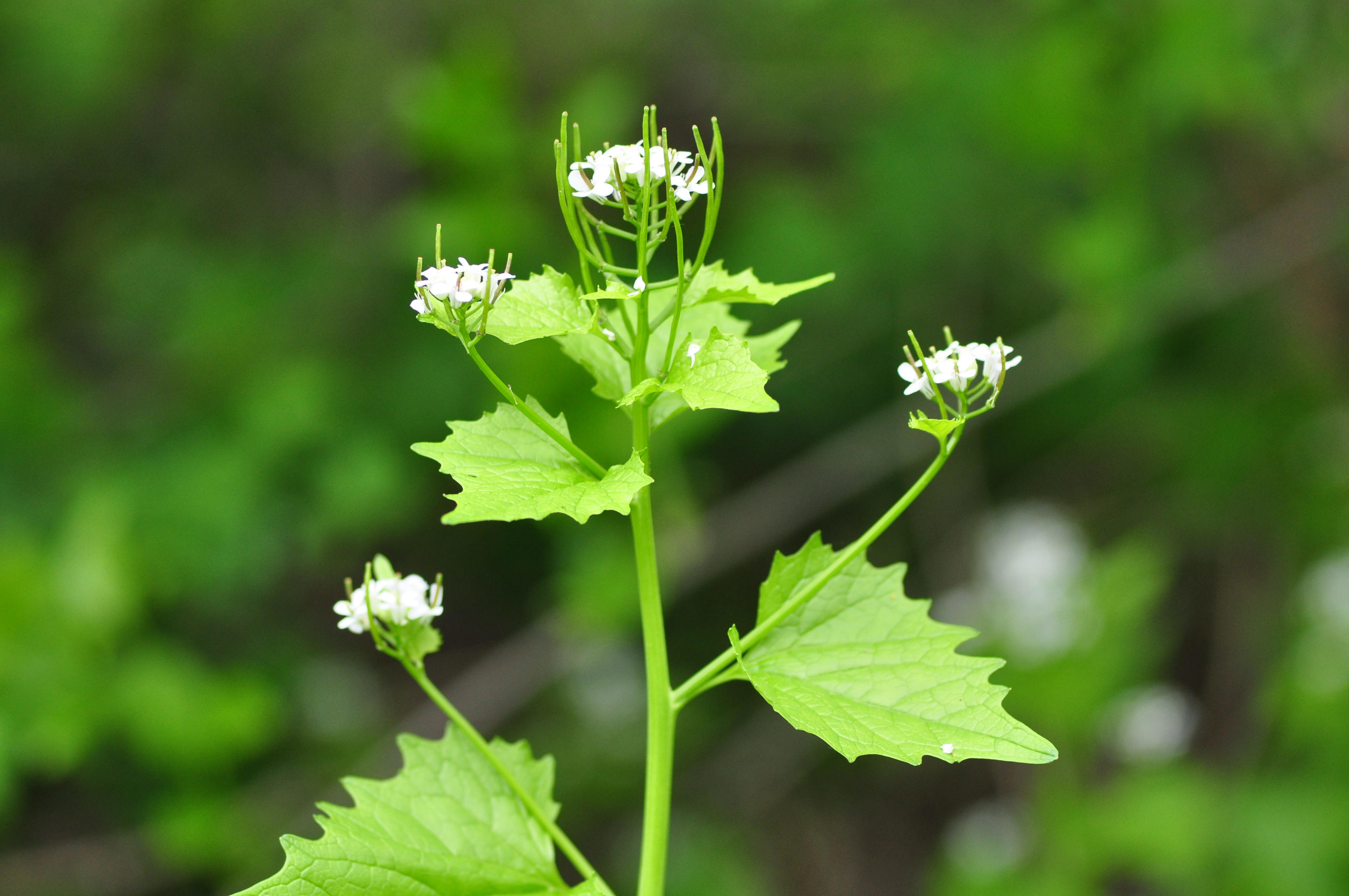 'Pick a spot that matters to you': How to start eradicating invasive ...