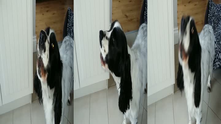 Dog Howls and Barks to Be Heard