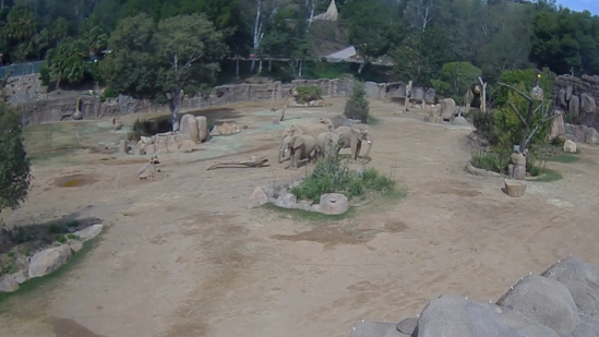 Elephants form protective ‘alert circle’ around calves as 5.2 ...