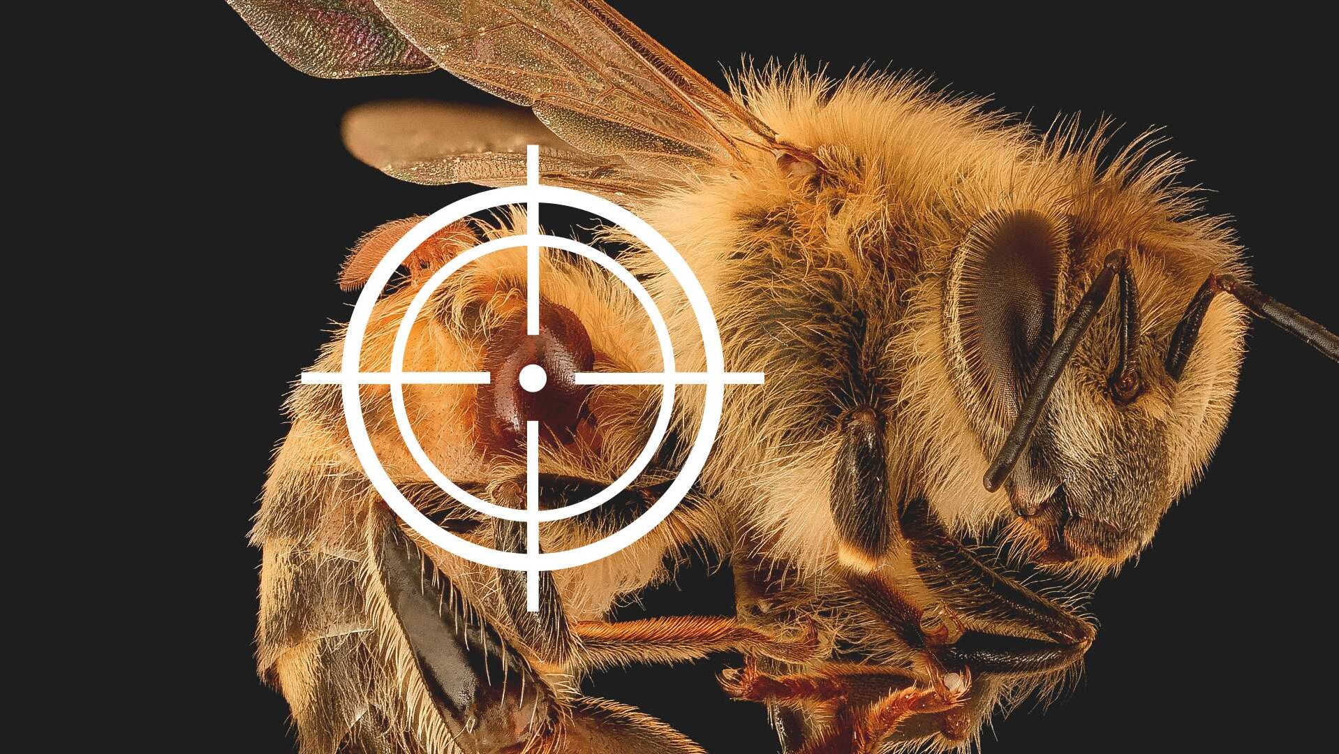 Beehive movement relaxed as Biosecurity Queensland eases varroa mite rules