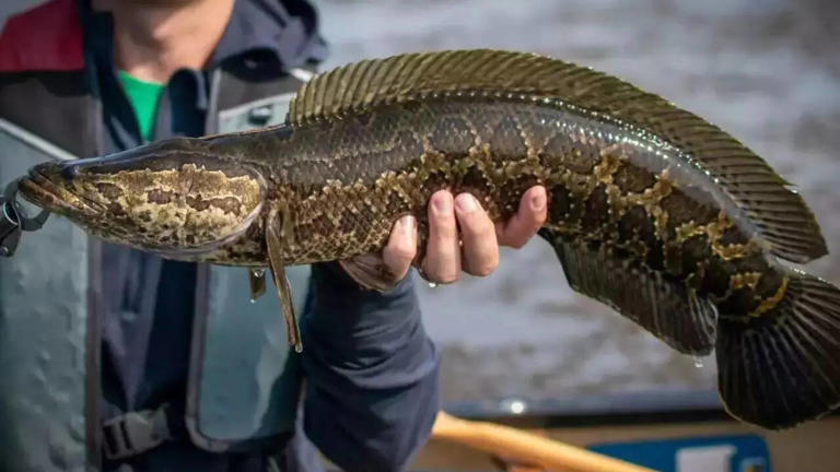 This snakehead fish can survive on land and it’s so invasive ...