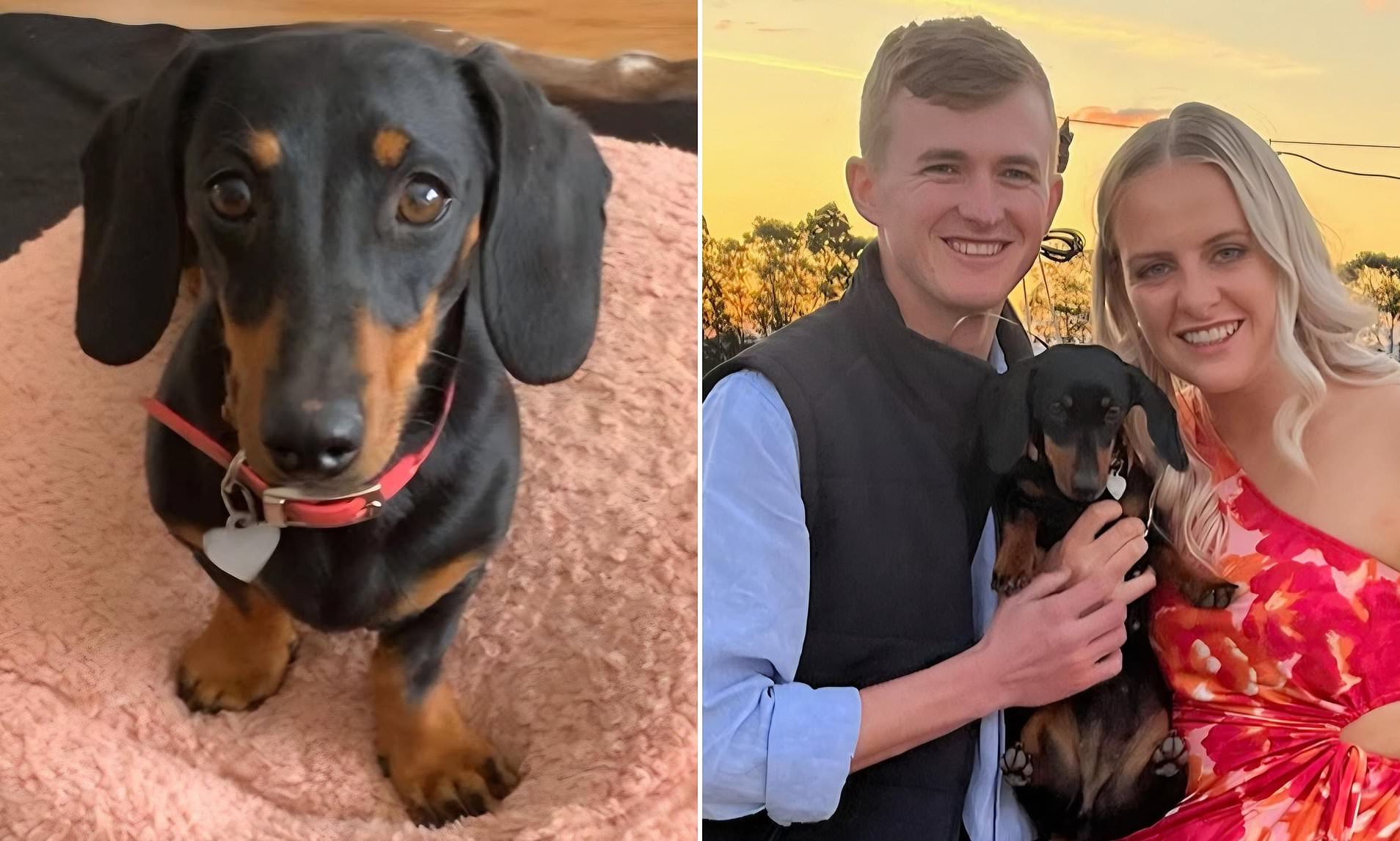 Owners of Valerie the runaway dachshund share fresh update