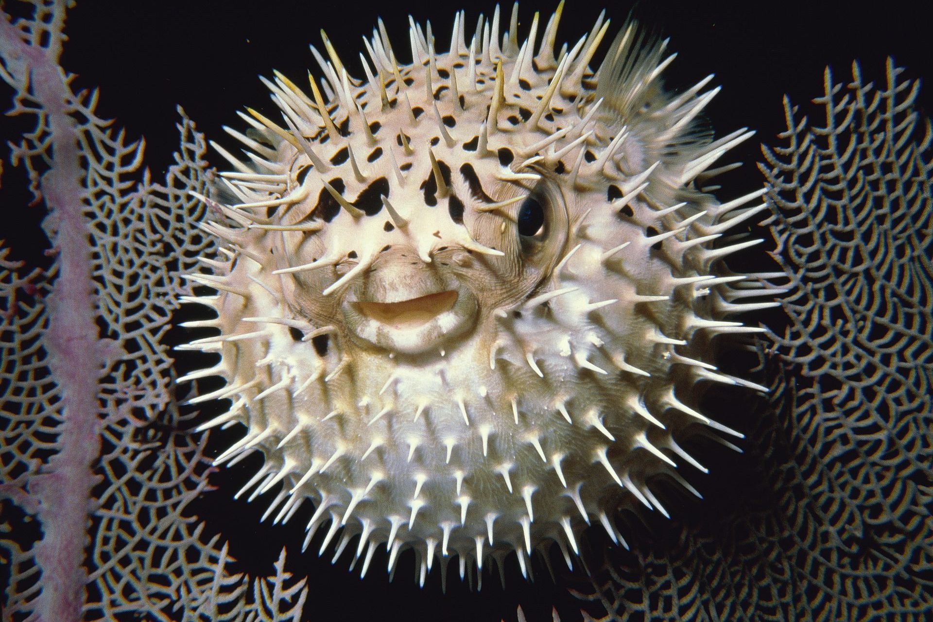 Le poisson-ballon : une espèce menaçante pour la biodiversité qui ...