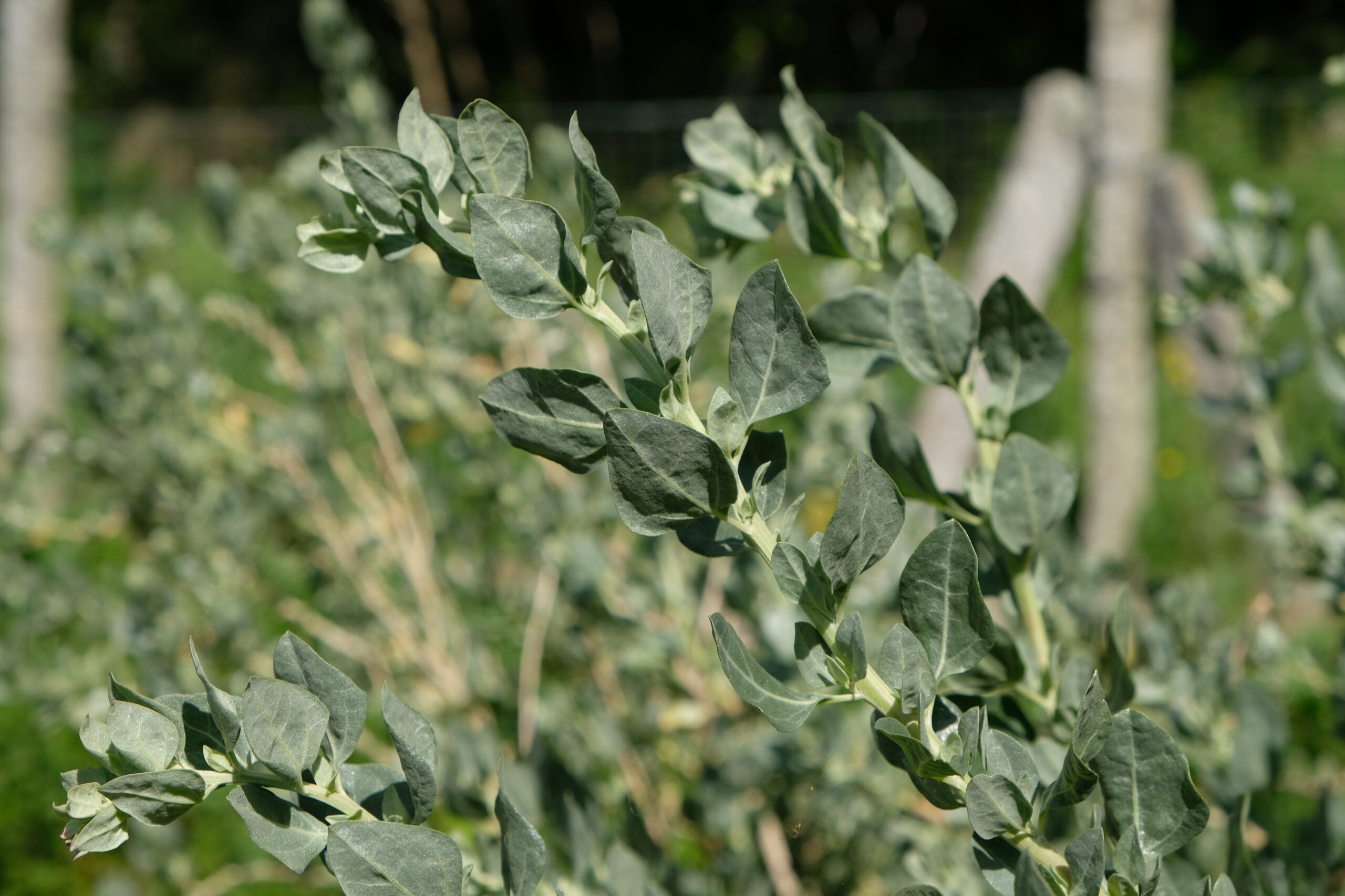 Atriplex halimus: Cuidados, Características y Usos