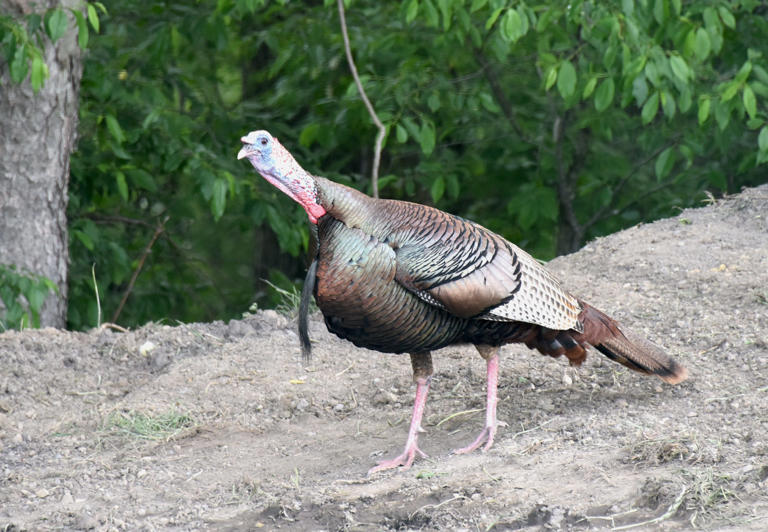 Spring gobblers may not be gobbling as much this spring in Pennsylvania ...
