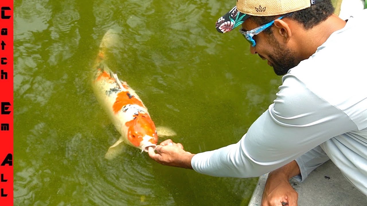 Invasive fish are destroying this city pond!