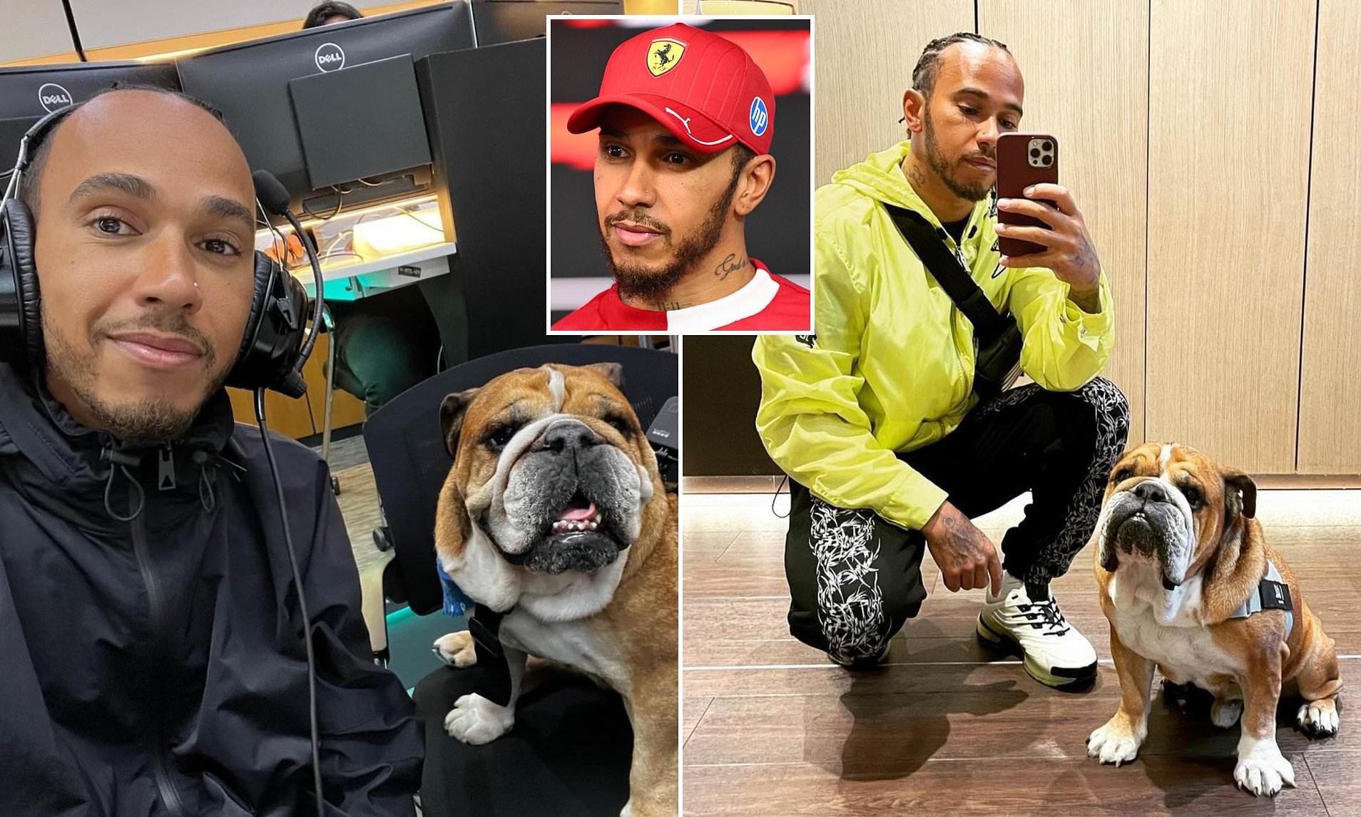 Lewis Hamilton's adored dog Roscoe suffering with serious illness as ...