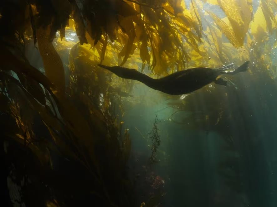 La gestion des algues au Québec entre les mauvaises mains