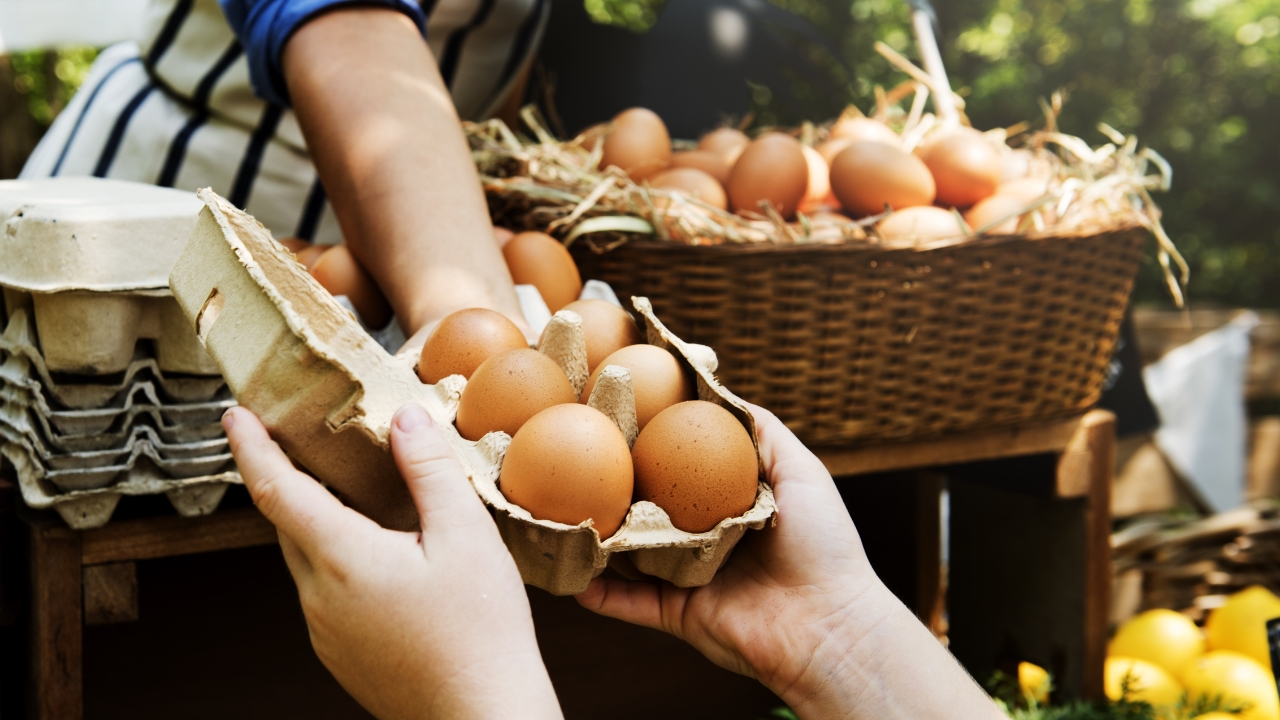 American horse breeds and where to see them in the wild