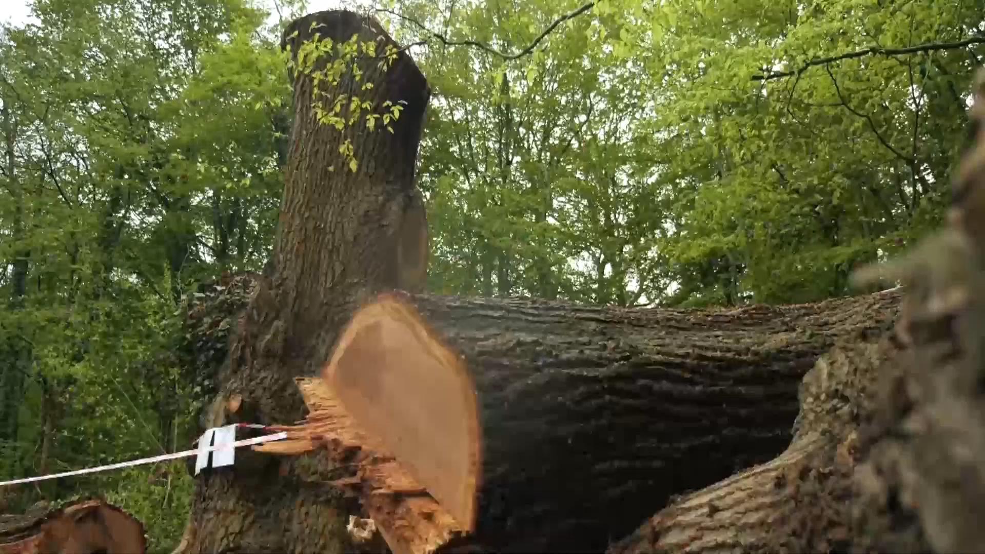 Ancient oak tree cut down in north London on health and safety grounds