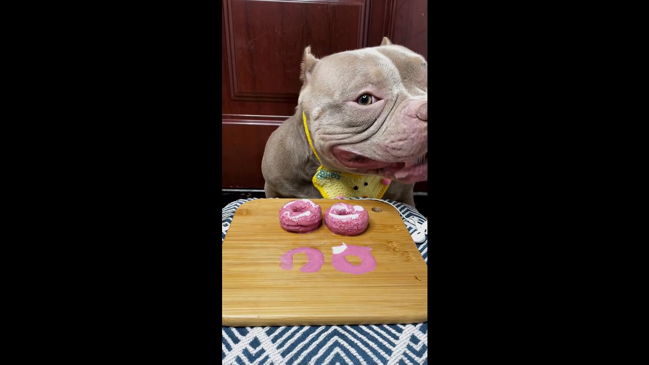 Adorable Puppy Devours Pink Donut