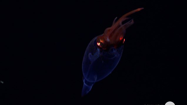 Rare sea creature seen alive for first time in 100 years in stunning ...