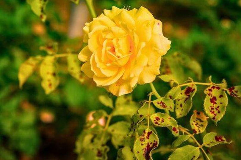 Gardeners should use one natural product to stop roses from dying this ...