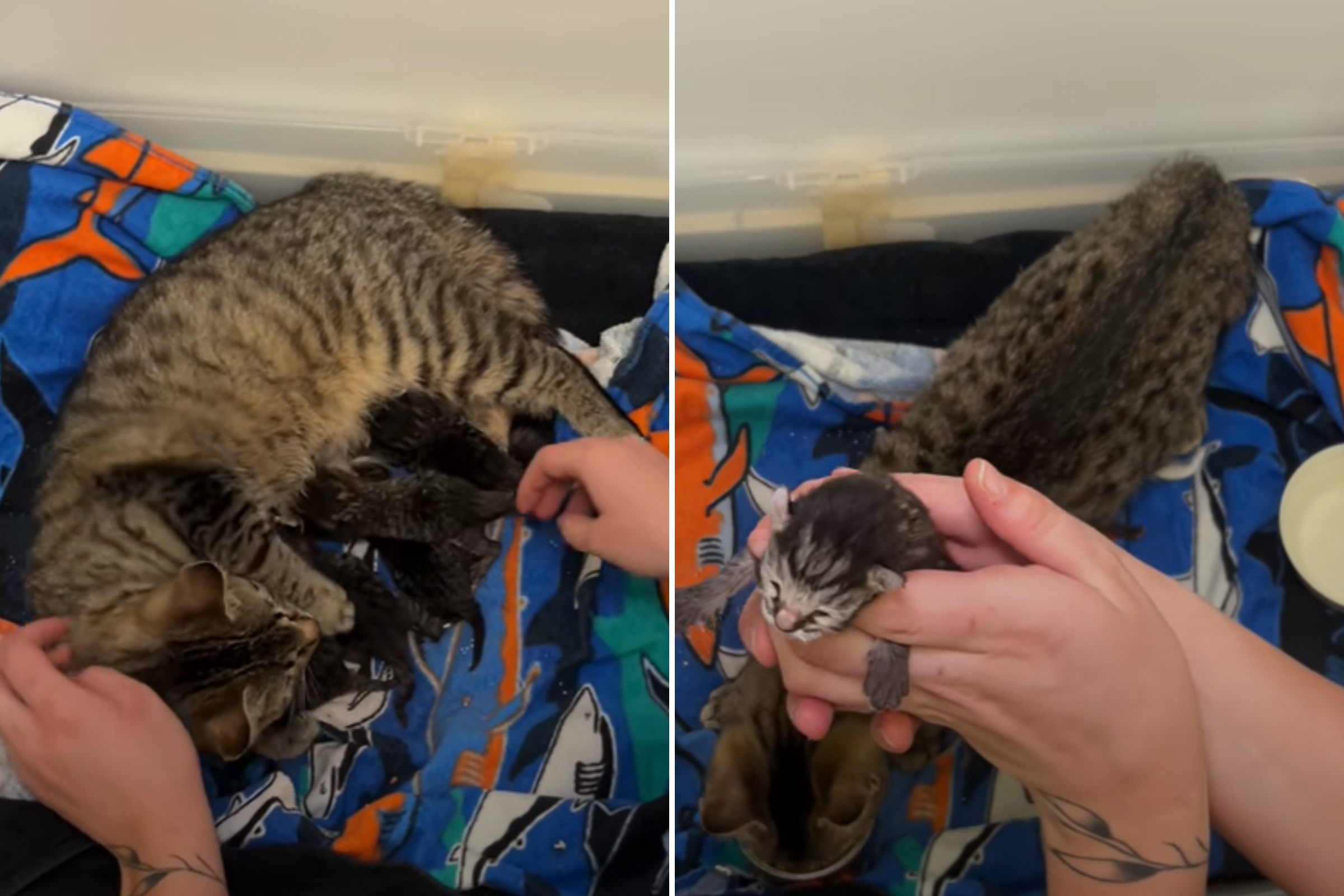 Woman Rescues 'Larger Than Normal' Cat, Unprepared for What She Wakes Up To