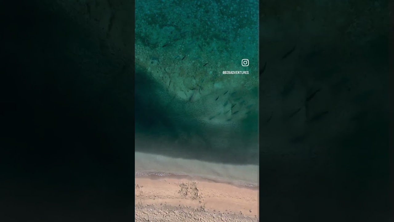 FEEDING FRENZY! 🦈 (Shark & GT Bust Up)